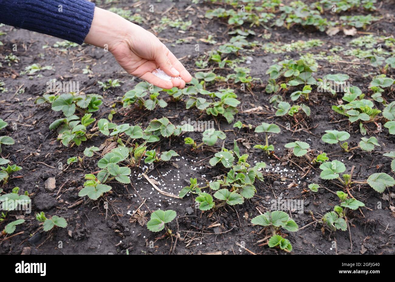Spring strawberry fertilization: a gardener is applying chemical ...
