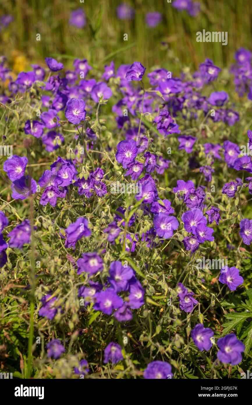 Prolific Geranium ‘Orion’, cranesbill ‘Orion', flowering in good summer ...