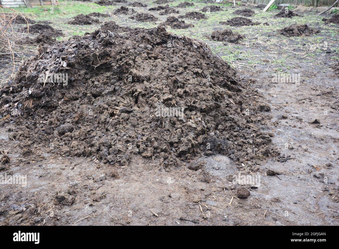 Playing In Cow Manure