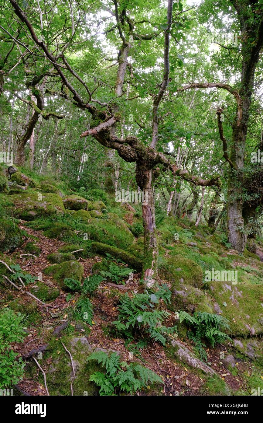 Gnarled branches hi-res stock photography and images - Alamy