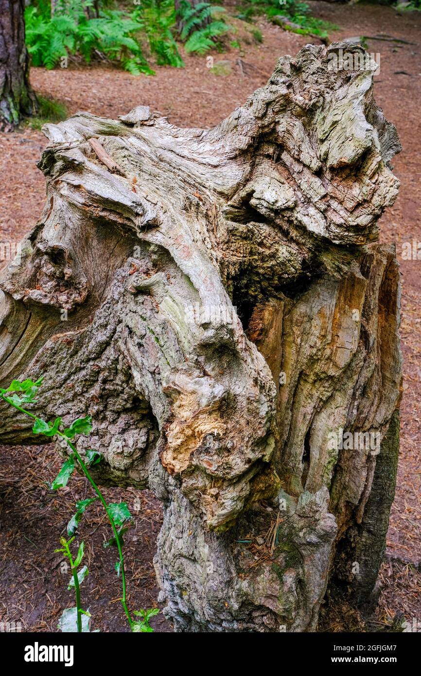 Sculpted trunk hi-res stock photography and images - Alamy