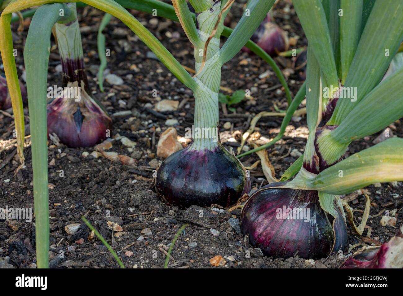 Onion - Red Baron, Allium cepa 'Red Baron’, natural vegetable portrait ...