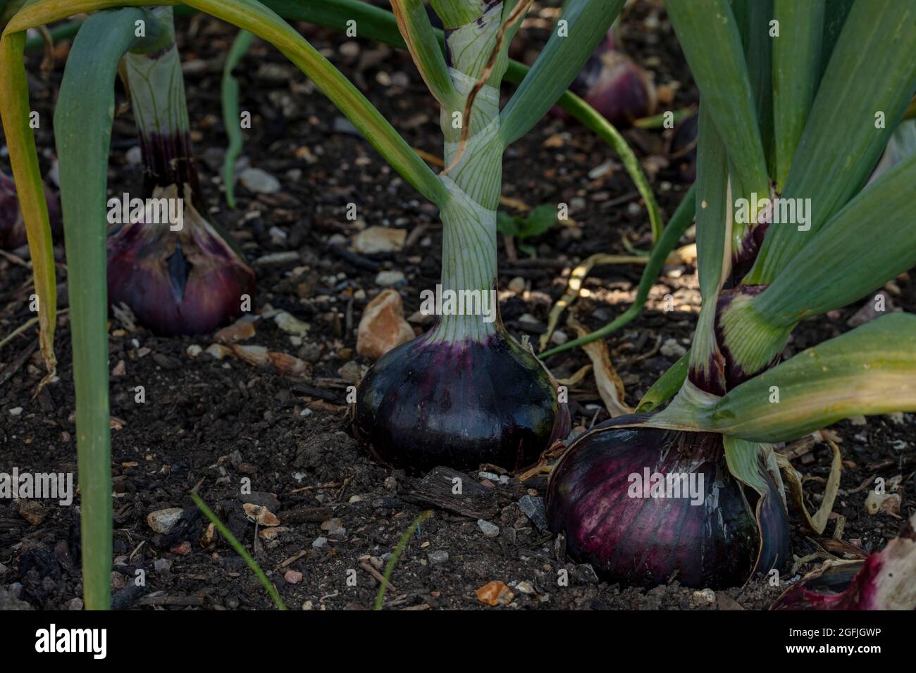 Onion - Red Baron, Allium cepa 'Red Baron’, natural vegetable portrait ...