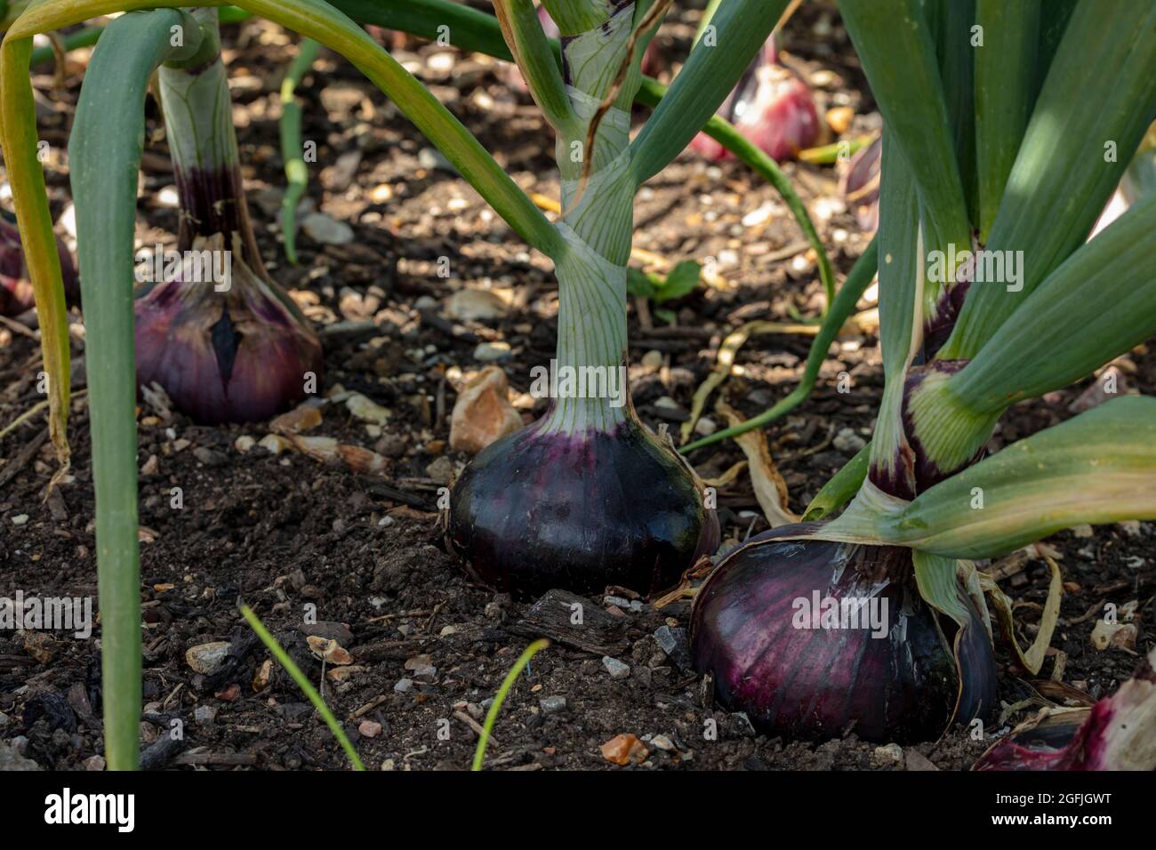 Onion - Red Baron, Allium cepa 'Red Baron’, natural vegetable portrait ...