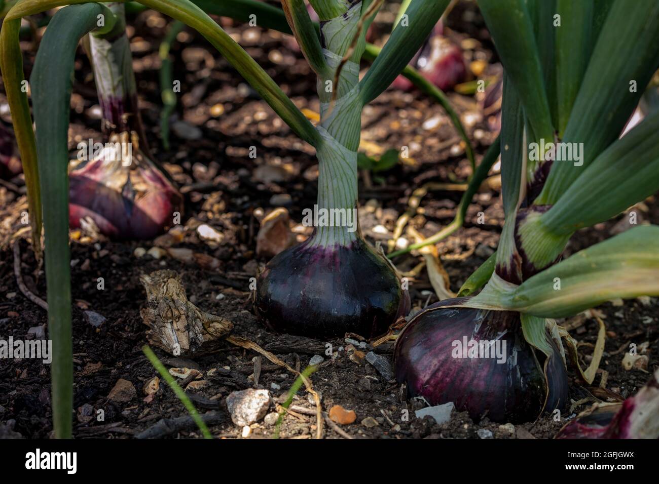 Onion - Red Baron, Allium cepa 'Red Baron’, natural vegetable portrait ...