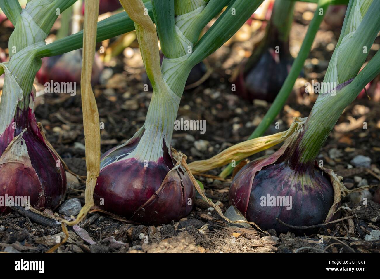 Onion - Red Baron, Allium cepa 'Red Baron’, natural vegetable portrait ...