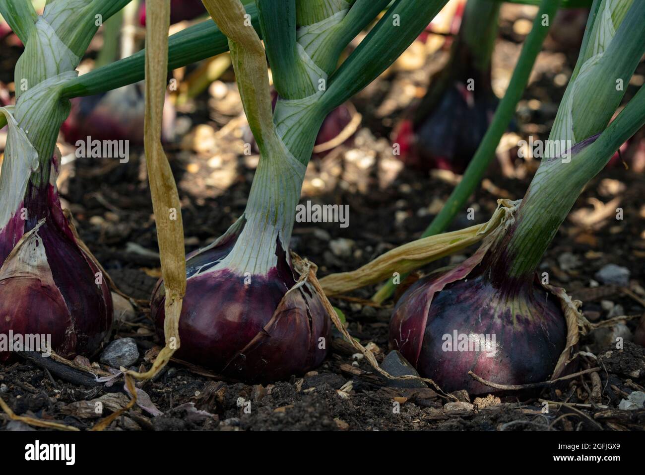 Onion - Red Baron, Allium cepa 'Red Baron’, natural vegetable portrait ...