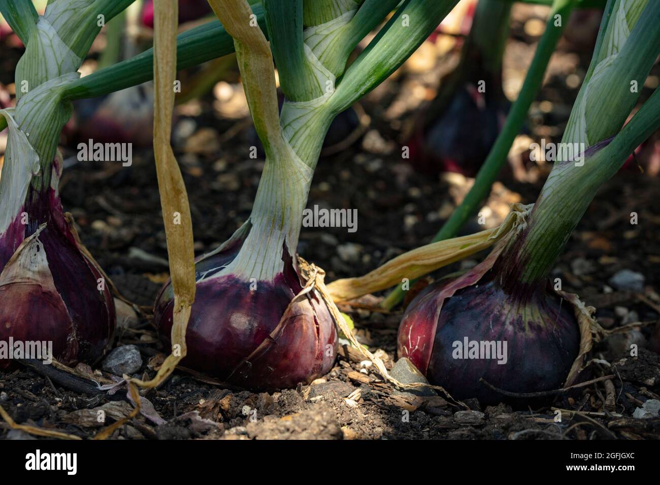 Onion - Red Baron, Allium cepa 'Red Baron’, natural vegetable portrait ...