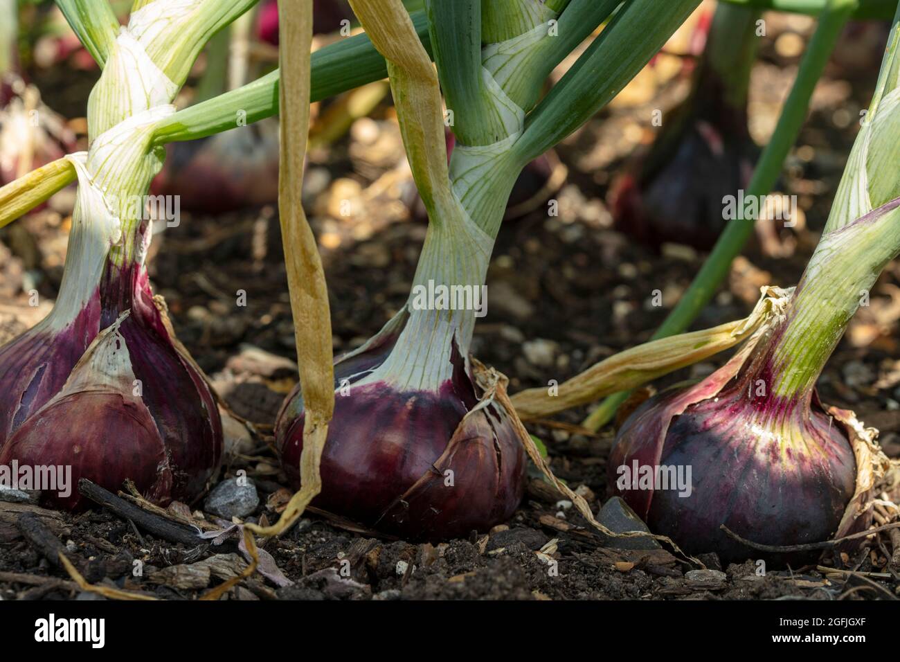 Onion - Red Baron, Allium cepa 'Red Baron’, natural vegetable portrait ...