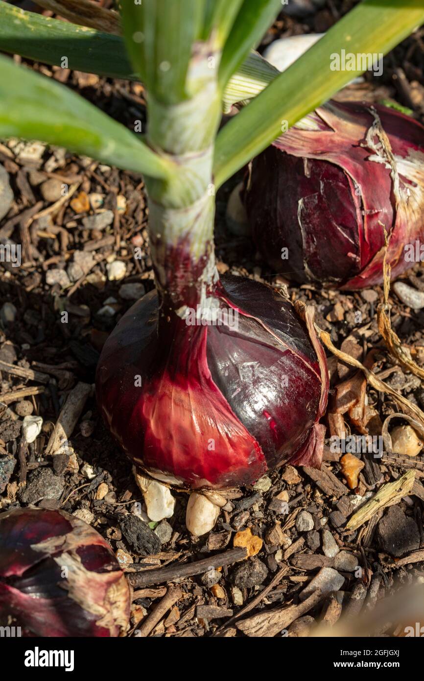 Onion - Red Baron, Allium cepa 'Red Baron’, natural vegetable portrait ...