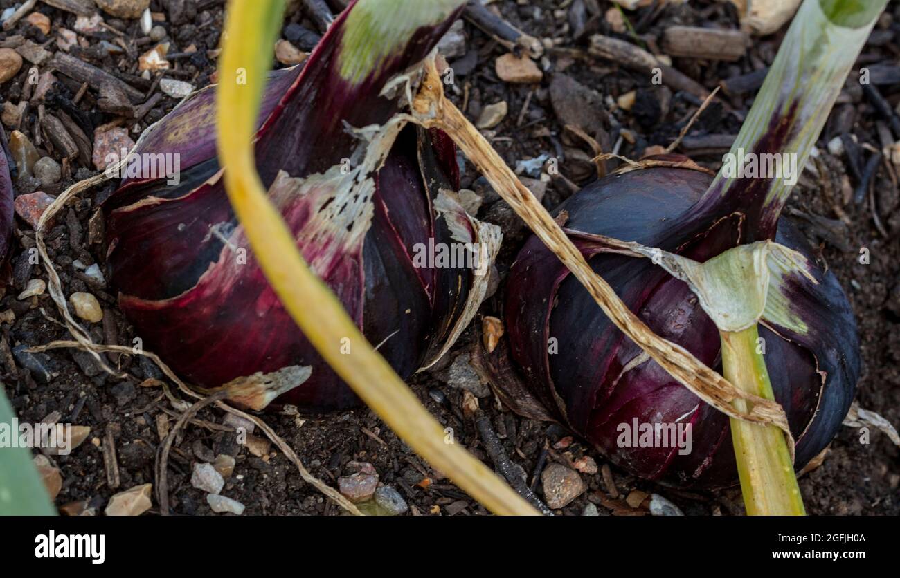 Allium red baron hi-res stock photography and images - Alamy