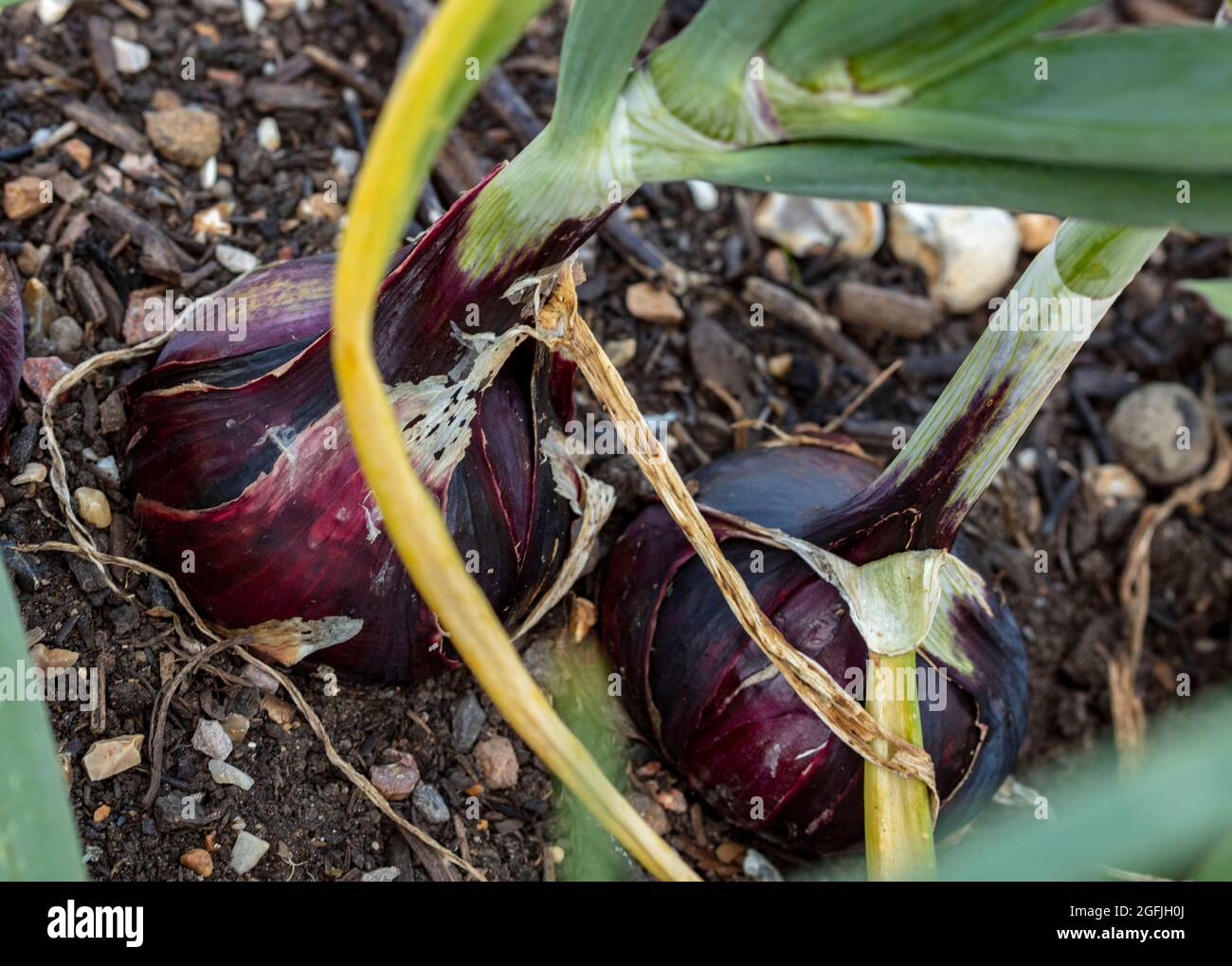 Onion - Red Baron, Allium cepa 'Red Baron’ maturing in bright sunshine ...