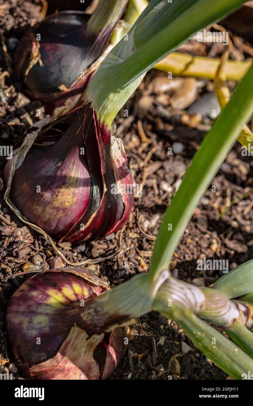 Onion - Red Baron, Allium cepa 'Red Baron’ maturing in bright sunshine ...