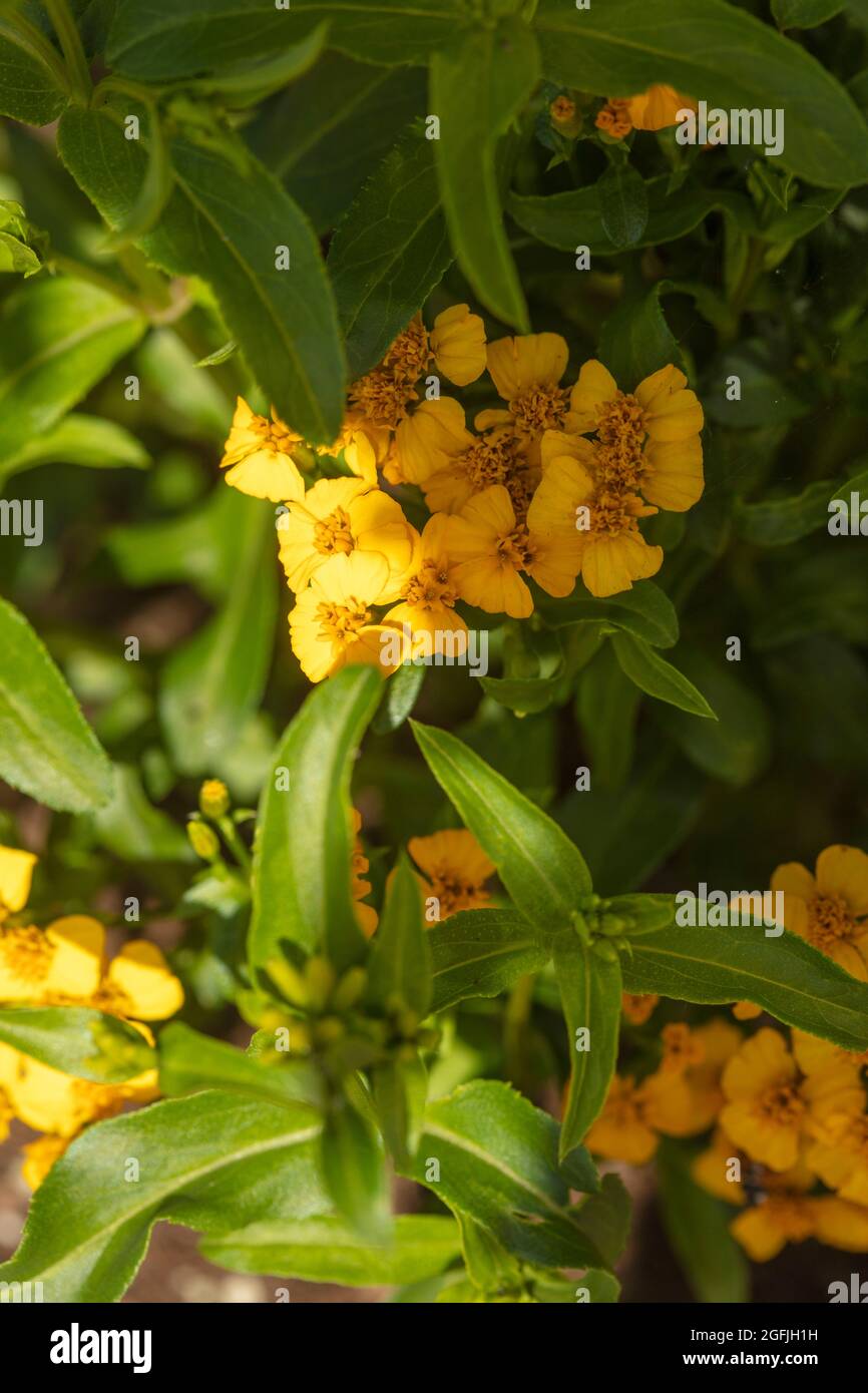 Medicinal and culinary Mexican Tarragon (Tagetes Lucida), sweetscented ...