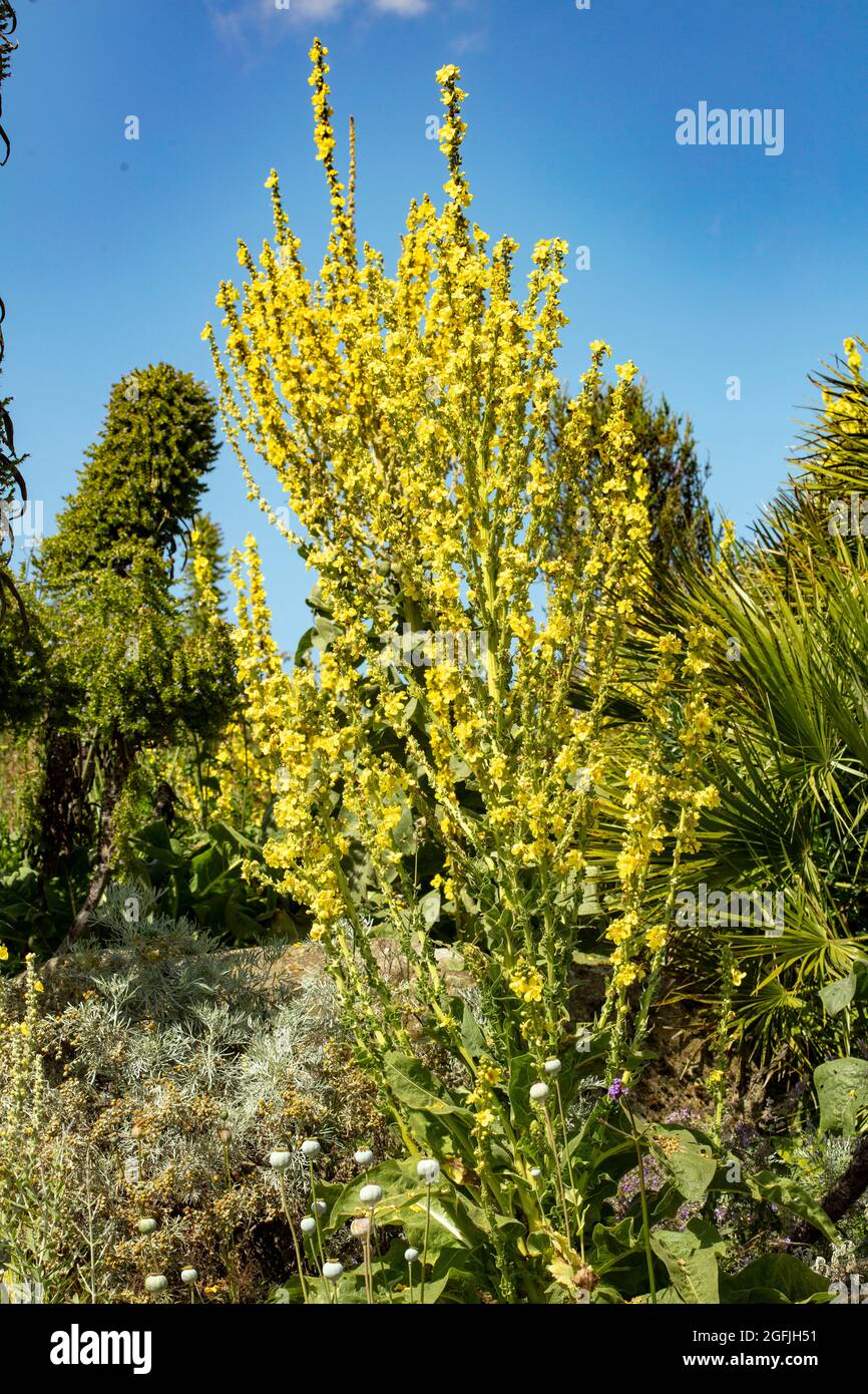 Vibrant Ligularia 'The Rocket’, leopard plant 'The Rocket’ in flower ...