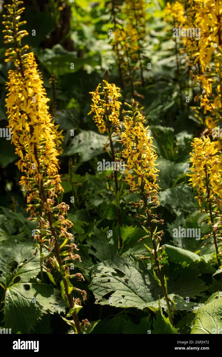 Vibrant Ligularia 'The Rocket’, leopard plant 'The Rocket’ in flower ...