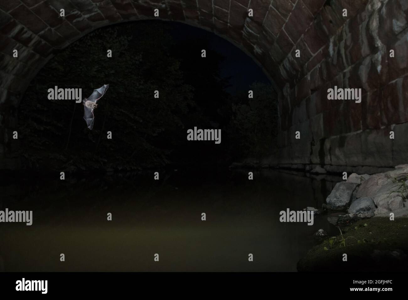 Daubenton's bat hunting above a river under a bridge drum, wild Finland ...