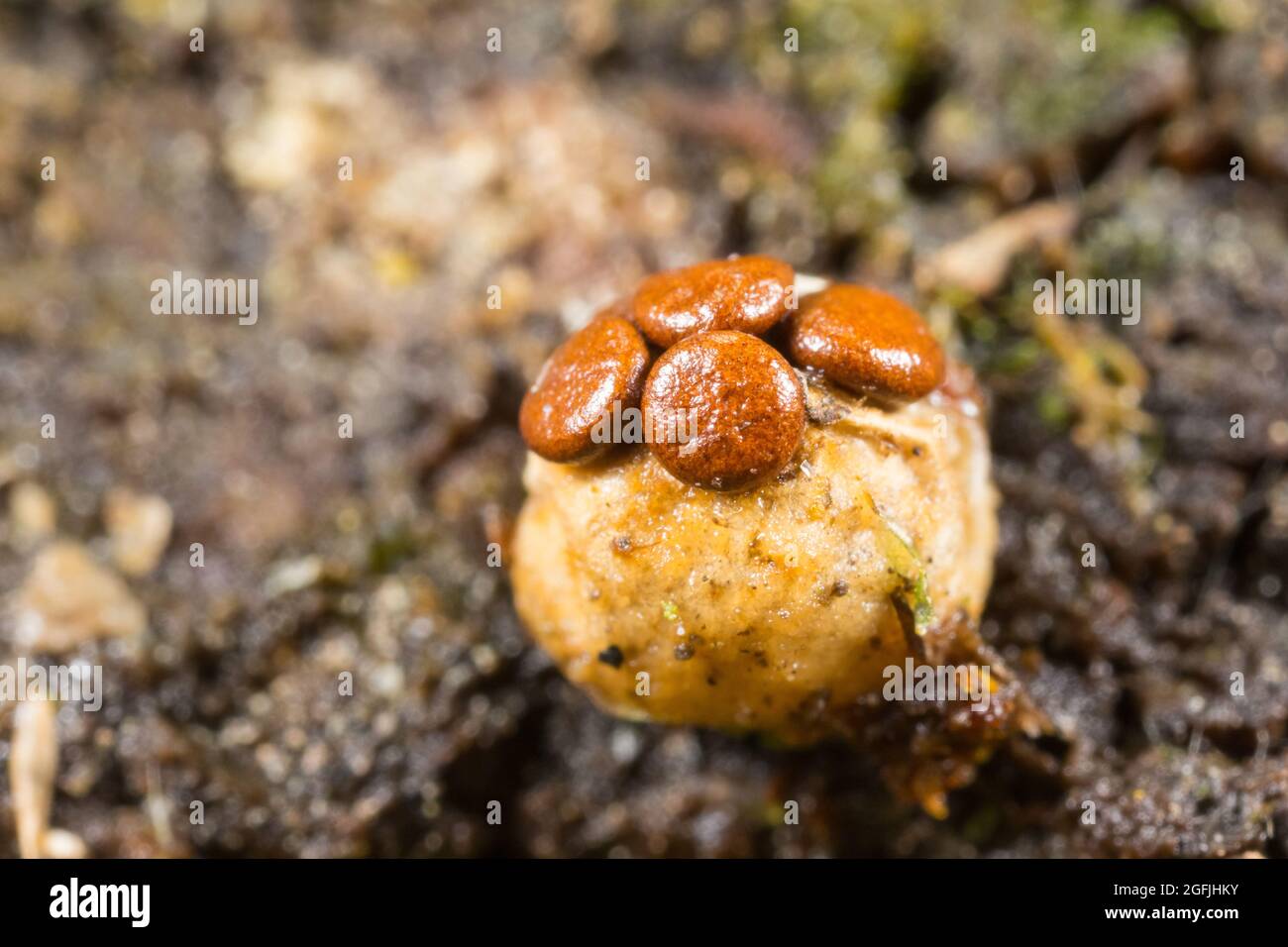 Bird's nest fungus (Nidularia deformis Stock Photo - Alamy