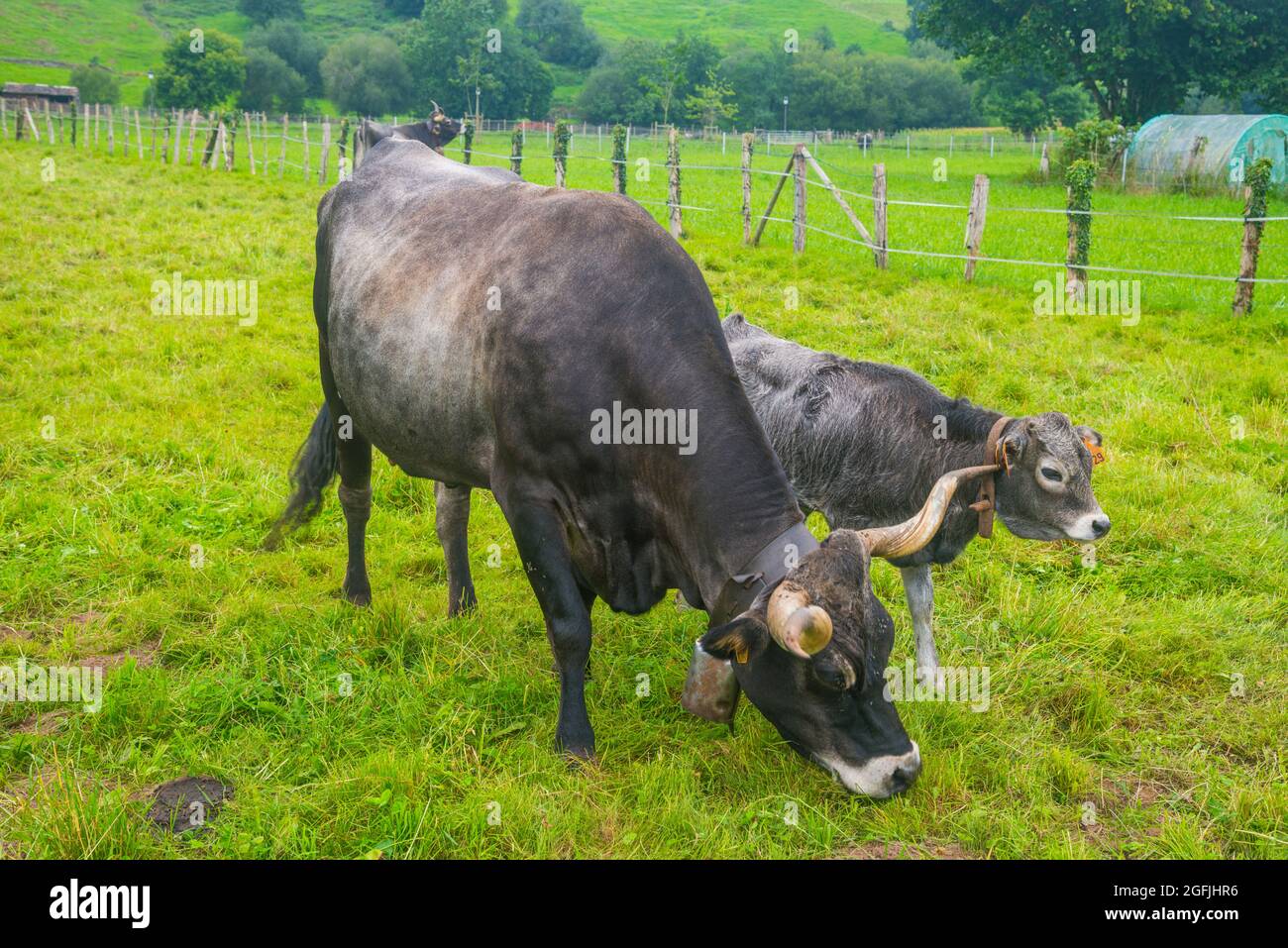 Tudanca cow with her calf. Carrejo, Cantabria, Spain Stock Photo - Alamy