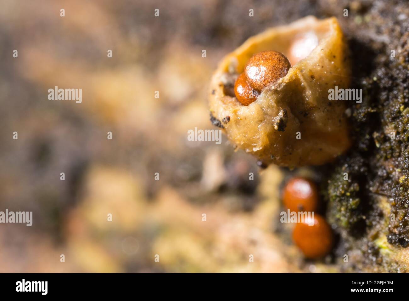 Bird's nest fungus (Nidularia deformis Stock Photo - Alamy