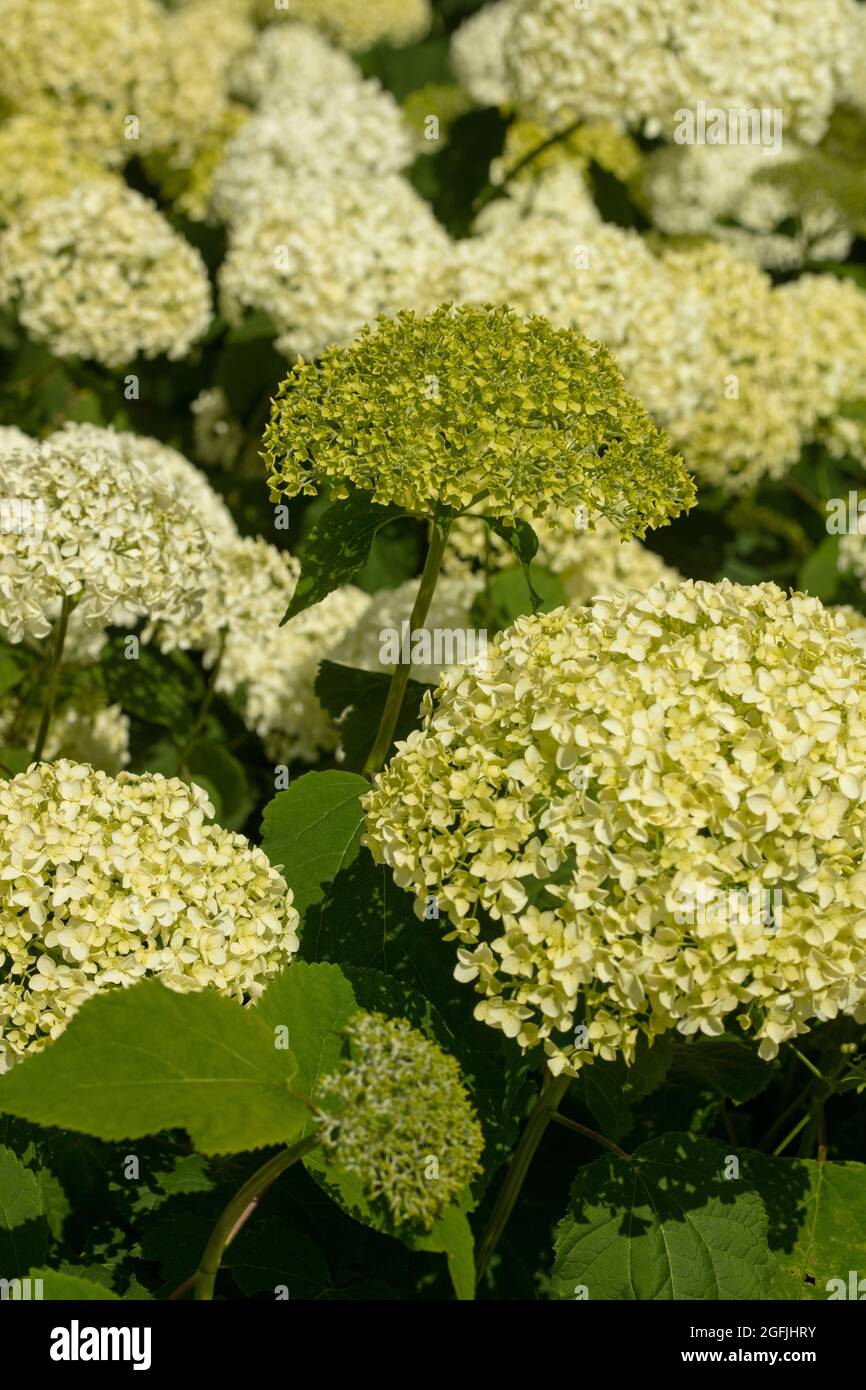 Striking Hydrangea arborescens Strong Annabelle ('Abetwo') flowering in ...