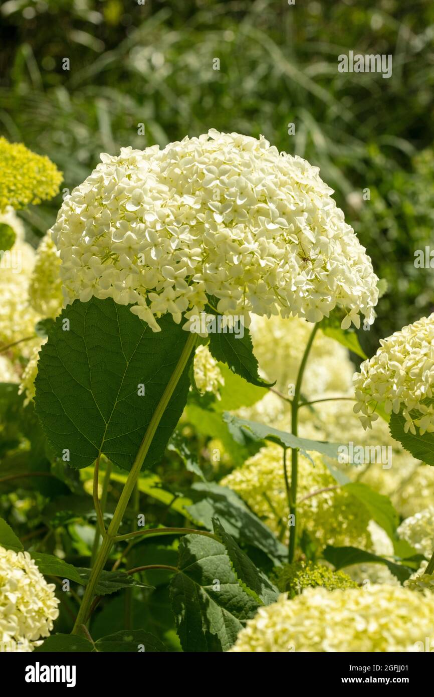 Hydrangea arborescens abetwo hi-res stock photography and images - Alamy