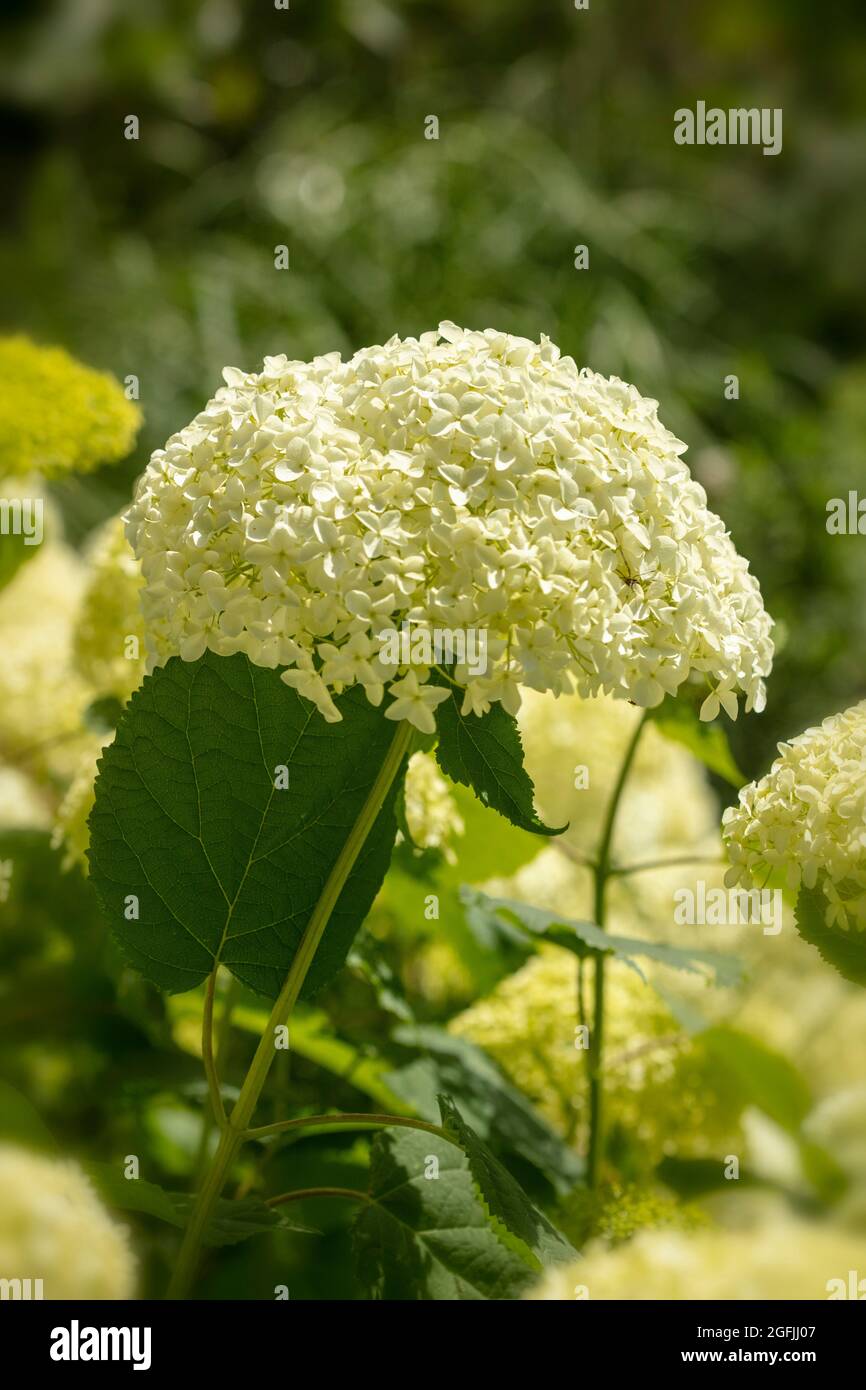 Hydrangea arborescens abetwo hi-res stock photography and images - Alamy