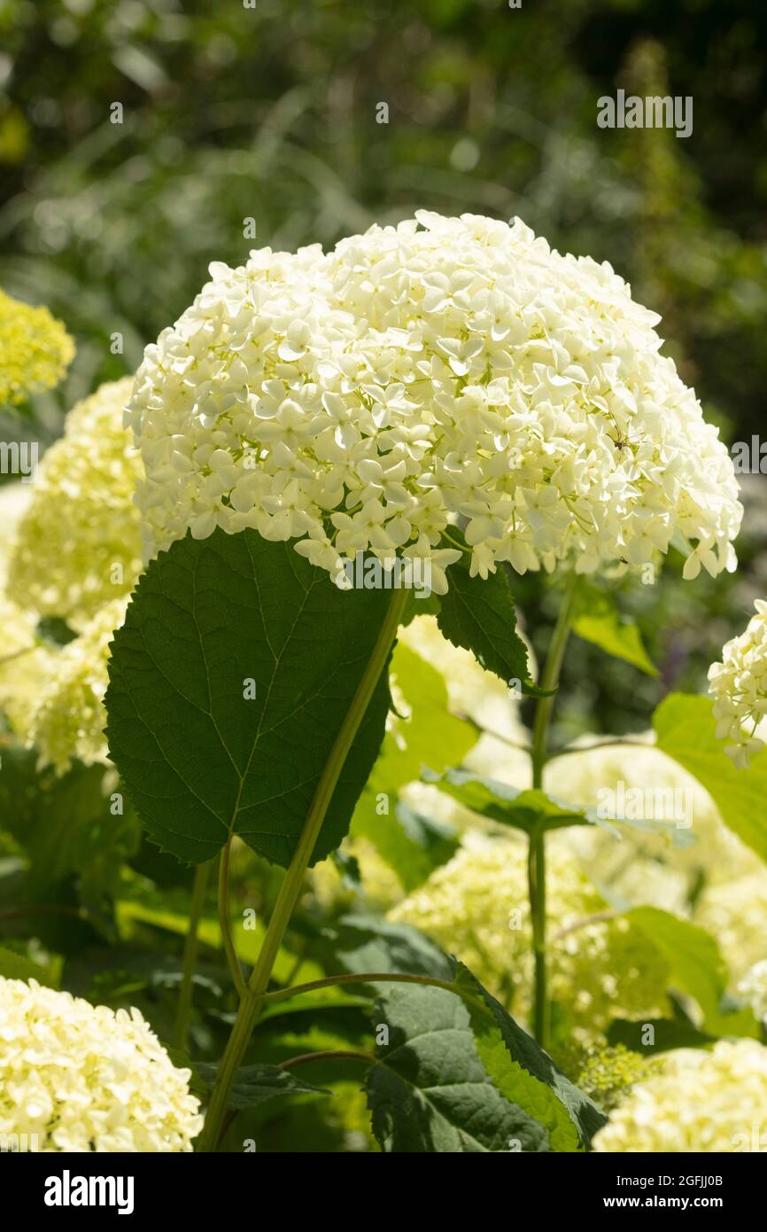 Striking Hydrangea arborescens Strong Annabelle ('Abetwo') flowering in ...
