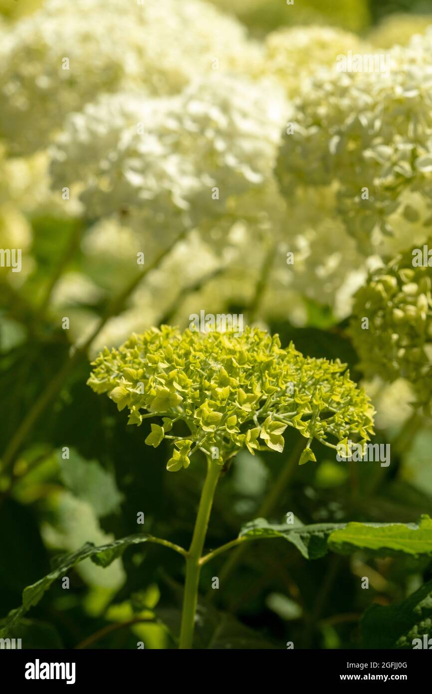 Striking Hydrangea arborescens Strong Annabelle ('Abetwo') flowering in ...