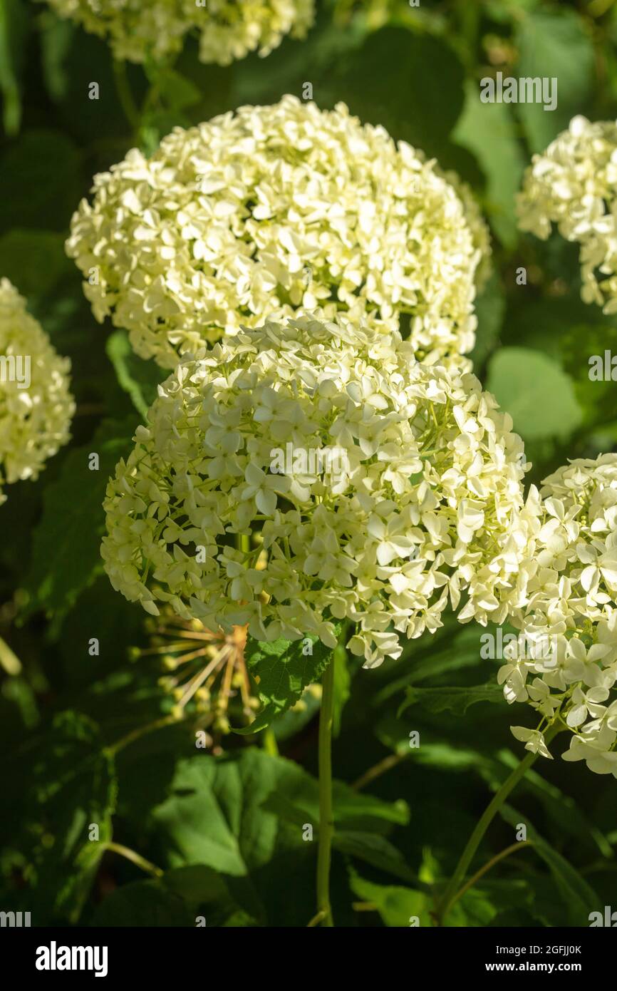 Striking Hydrangea arborescens Strong Annabelle ('Abetwo') flowering in ...
