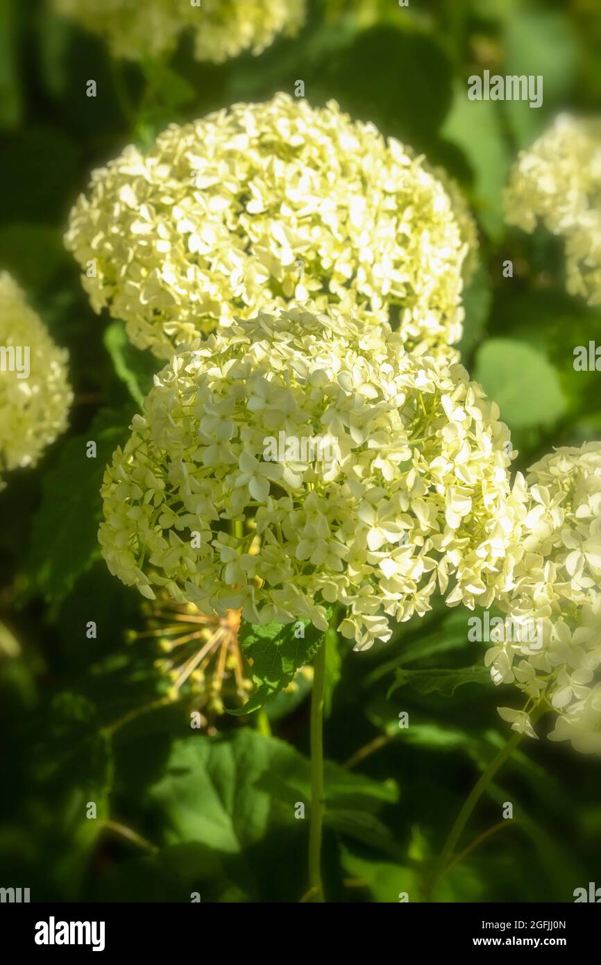 Striking Hydrangea arborescens Strong Annabelle ('Abetwo') flowering in ...