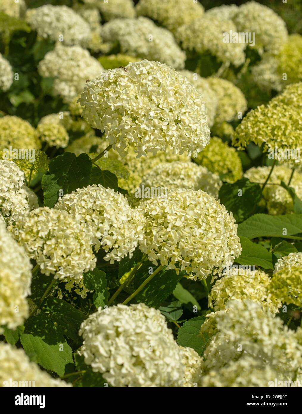 Hydrangea arborescens abetwo hi-res stock photography and images - Alamy
