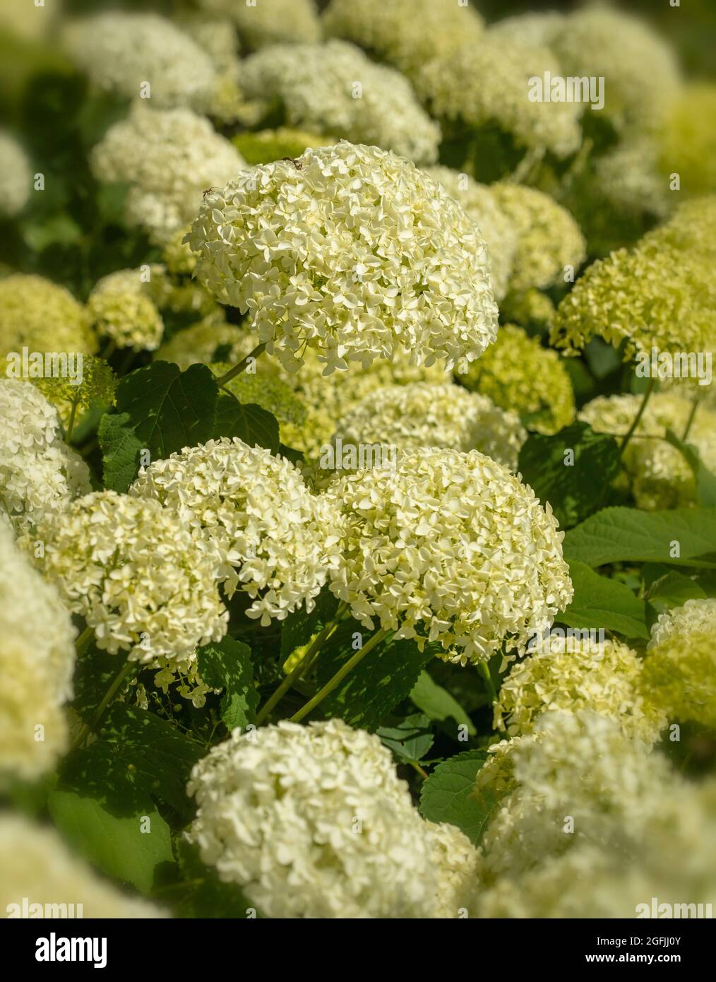 Striking Hydrangea arborescens Strong Annabelle ('Abetwo') flowering in ...