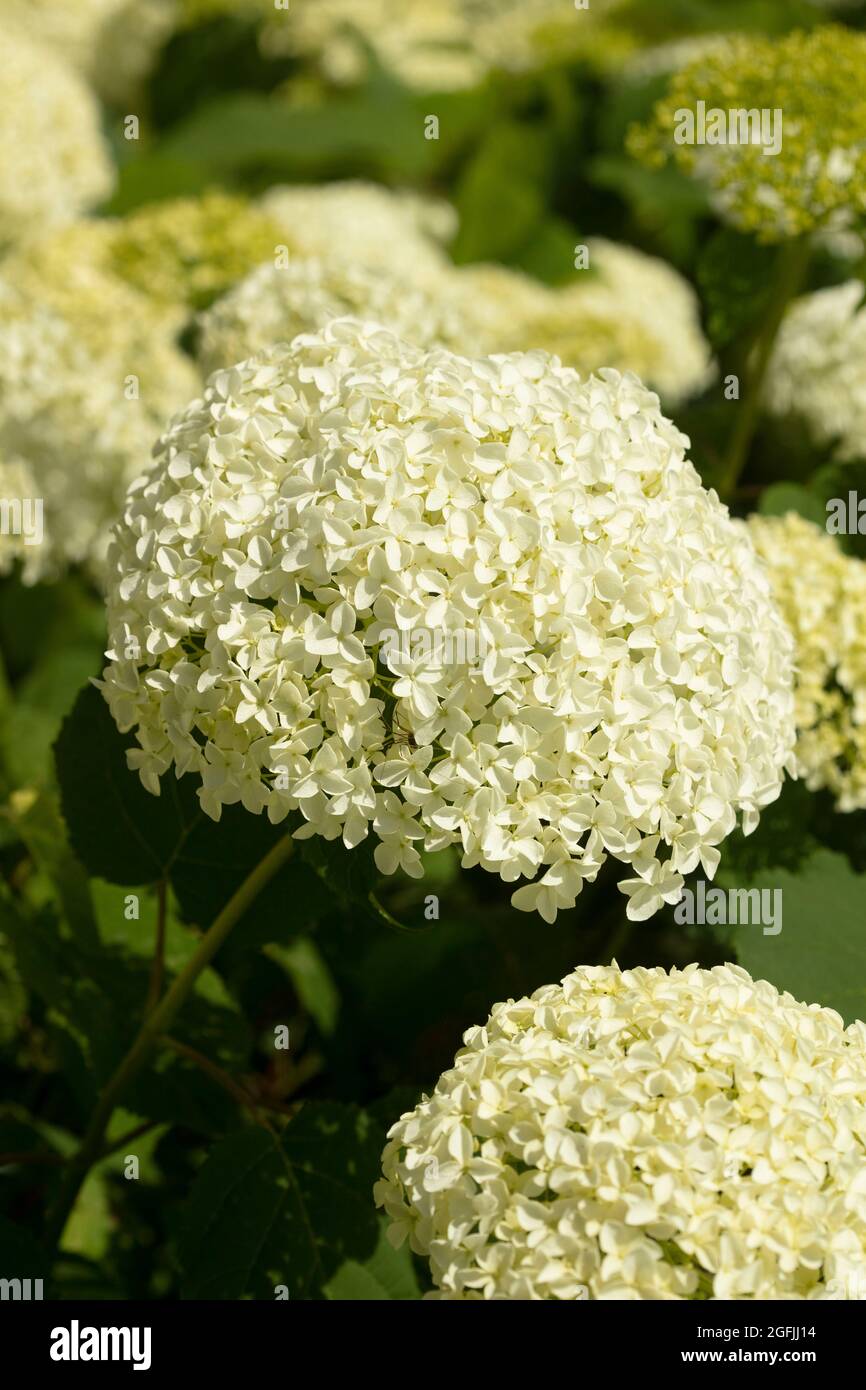 Striking Hydrangea arborescens Strong Annabelle ('Abetwo') flowering in ...