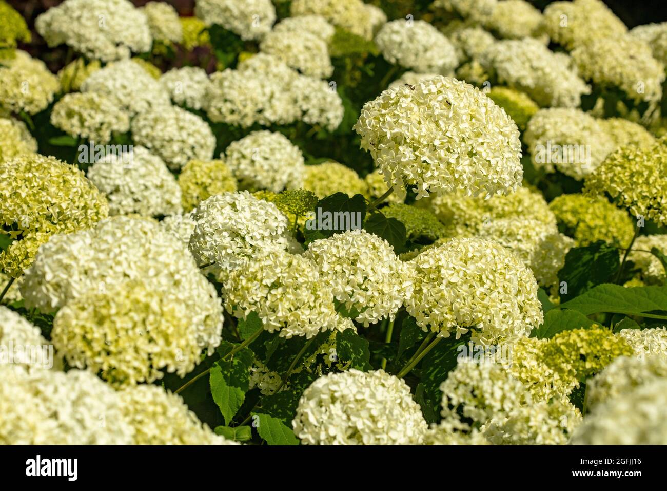Striking Hydrangea arborescens Strong Annabelle ('Abetwo') flowering in ...