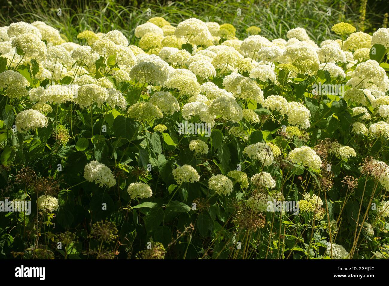 Striking Hydrangea arborescens Strong Annabelle ('Abetwo') flowering in ...
