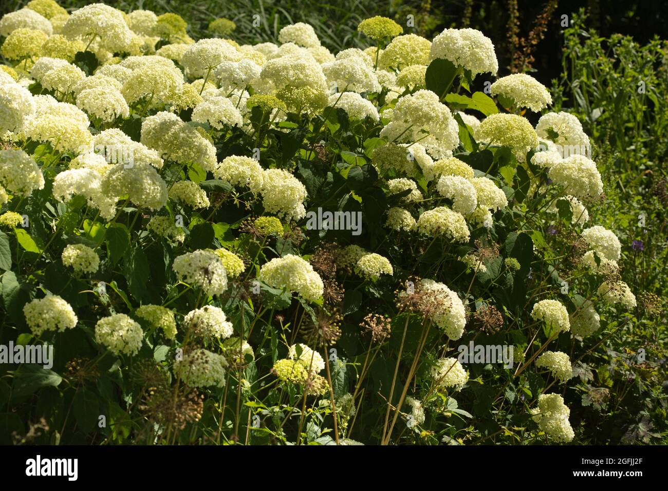 Striking Hydrangea arborescens Strong Annabelle ('Abetwo') flowering in ...