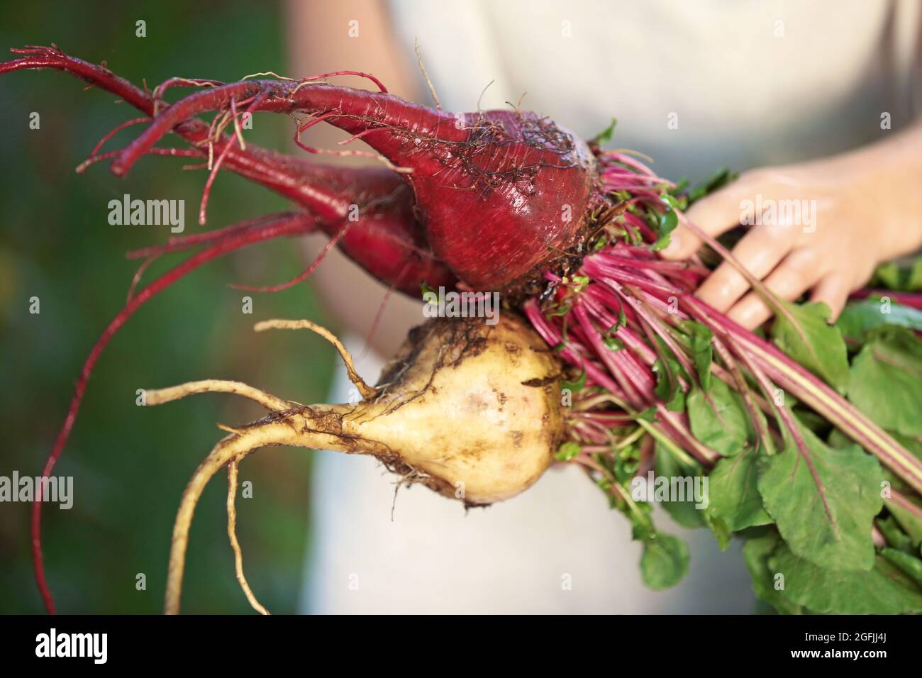 Female hands holding bunch of young beets on blurred background Stock ...
