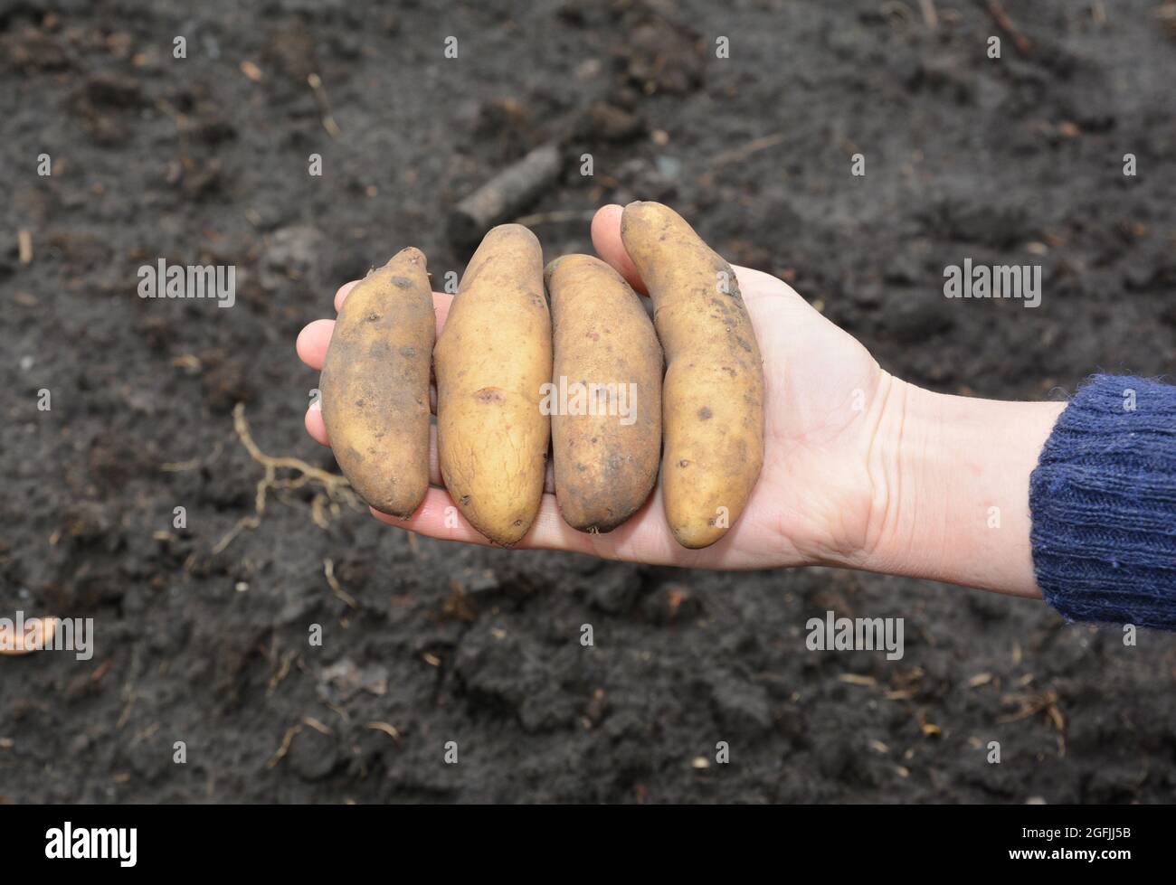 Growing potatoes: a gardener is planting fingerling low-starch potato ...