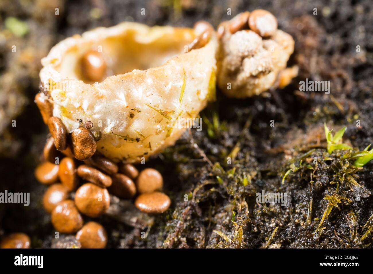 Bird's nest fungus (Nidularia deformis Stock Photo - Alamy