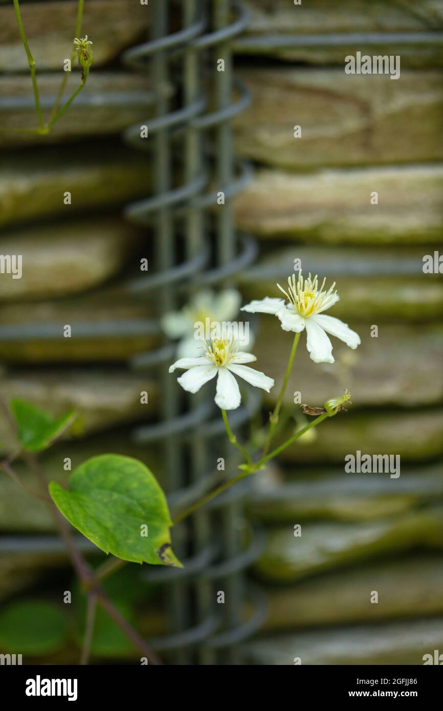 Starry Clematis 'Paul Farges’, Clematis fargesioides 'Summer Snow ...