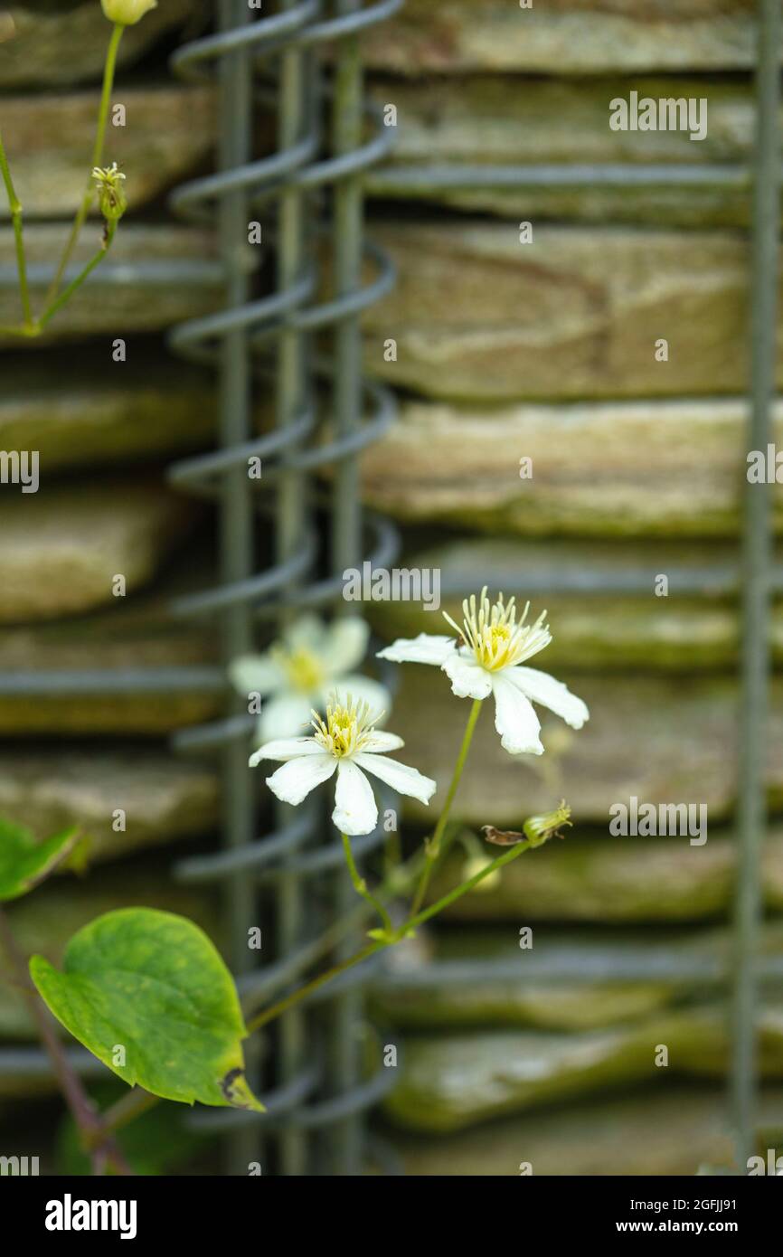 Starry Clematis 'Paul Farges’, Clematis fargesioides 'Summer Snow ...