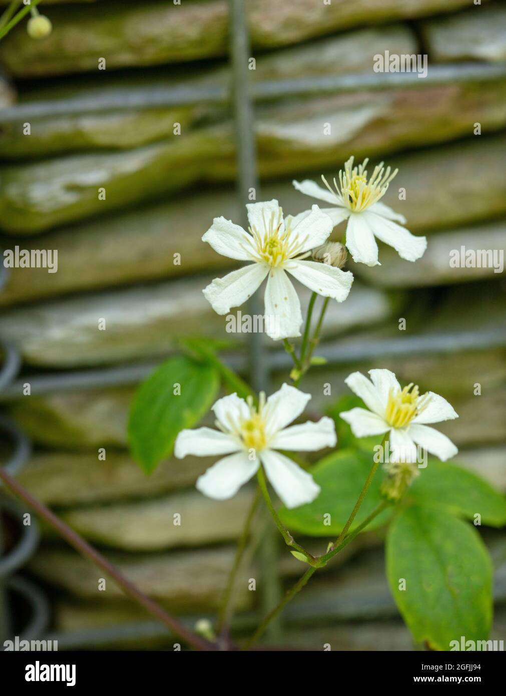 Starry Clematis 'Paul Farges’, Clematis fargesioides 'Summer Snow ...