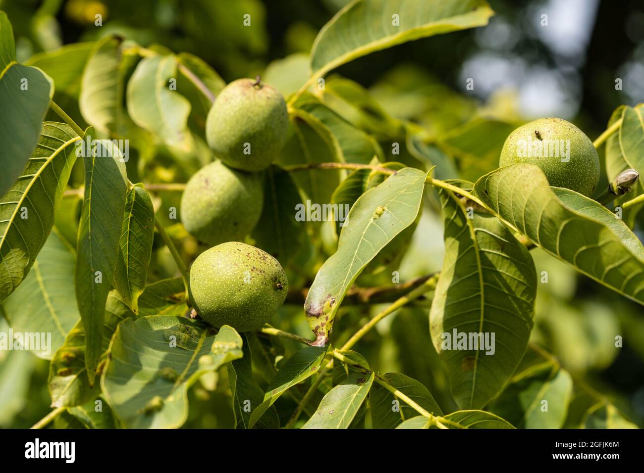 Fruits of a walnut tree Stock Photo - Alamy