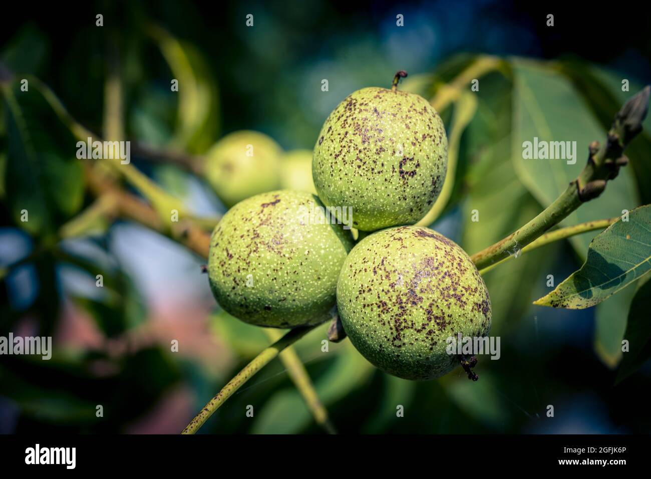 Fruits of a walnut tree Stock Photo - Alamy