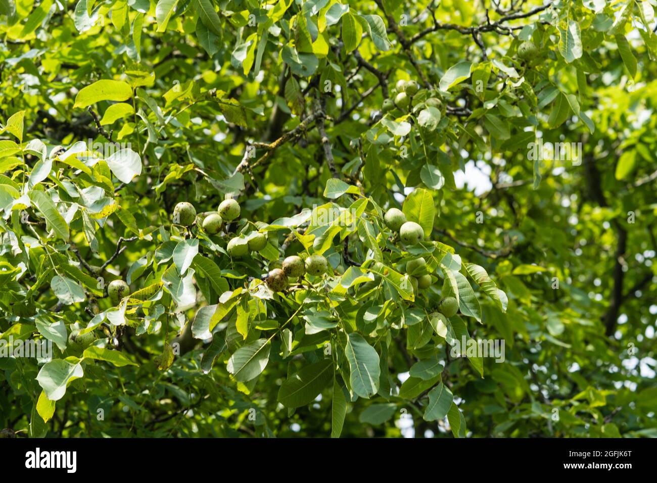 Fruits of a walnut tree Stock Photo - Alamy