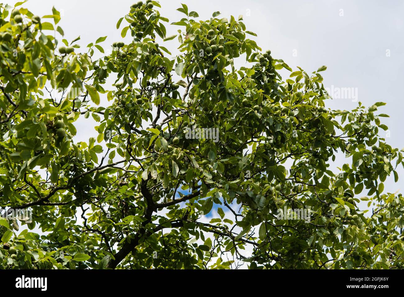 Fruits of a walnut tree Stock Photo - Alamy