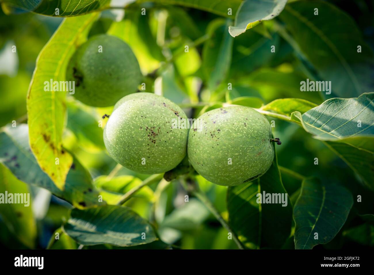 Fruits of a walnut tree Stock Photo - Alamy