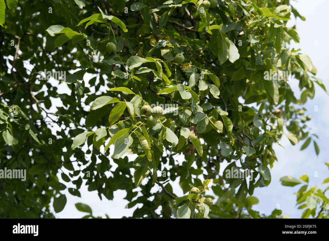 Fruits of a walnut tree Stock Photo - Alamy