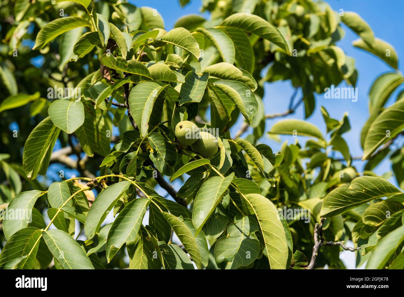 Fruits of a walnut tree Stock Photo - Alamy